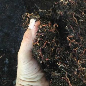 Beginners Guide To Worm Farming - Bellarine Soil Tech