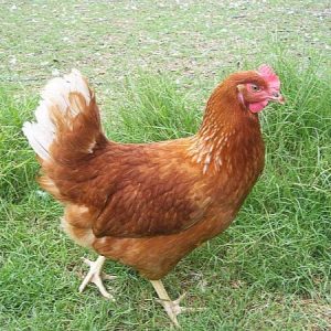 Home - Bellarine Soil Tech